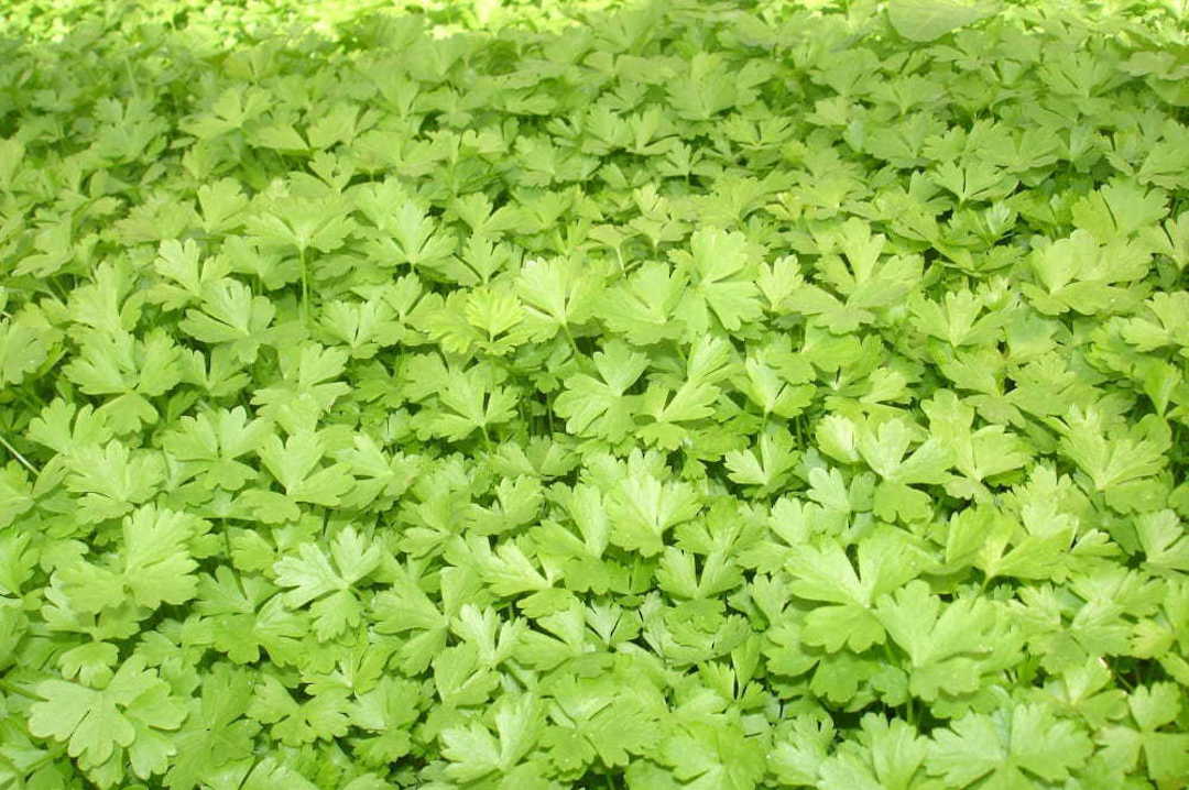 Seeds - Basil: sweet Genovese, microgreens – Natures Nutrition